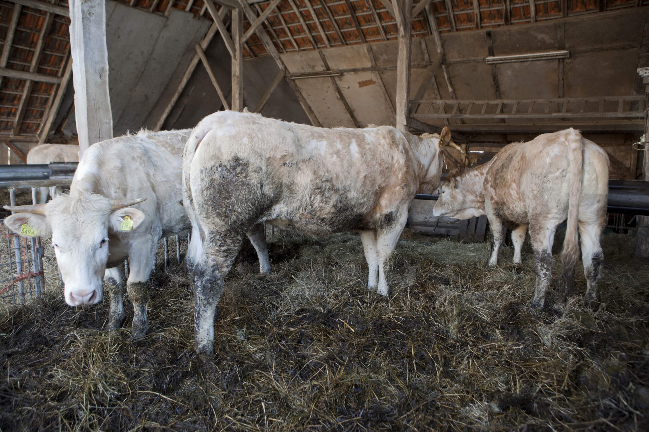 Caged-animal Farming to be Outlawed by the EU